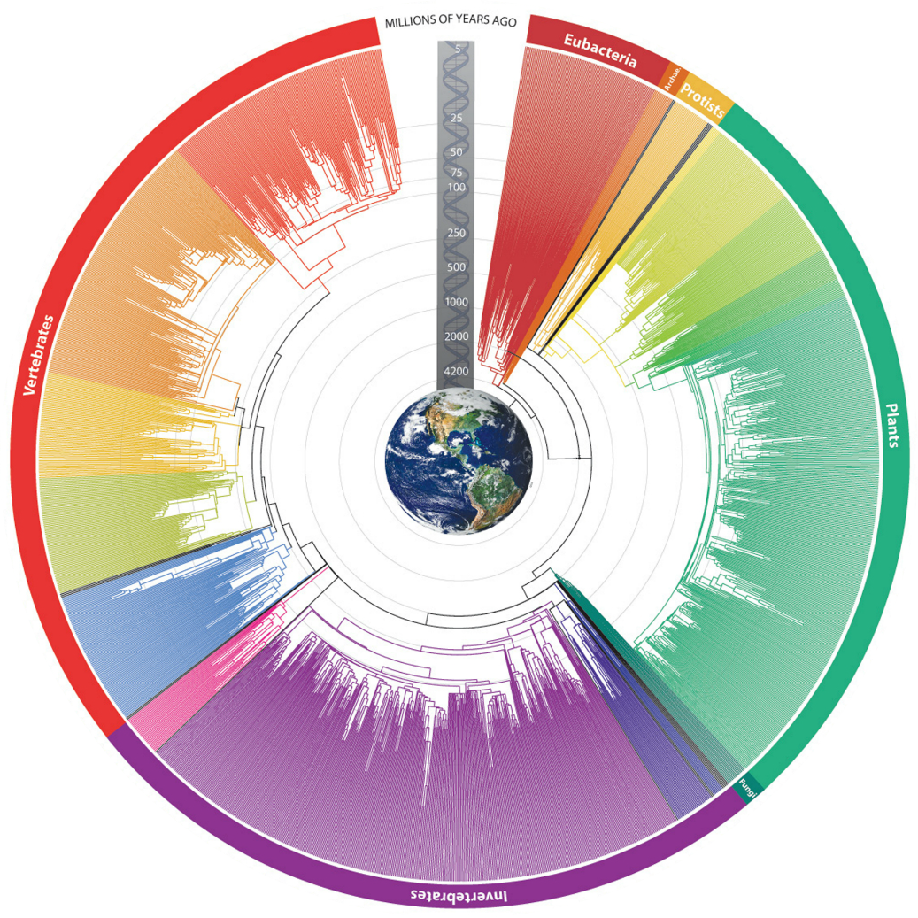 TimeTree The Timescale Of Life TimeTree The Timescale Of Life